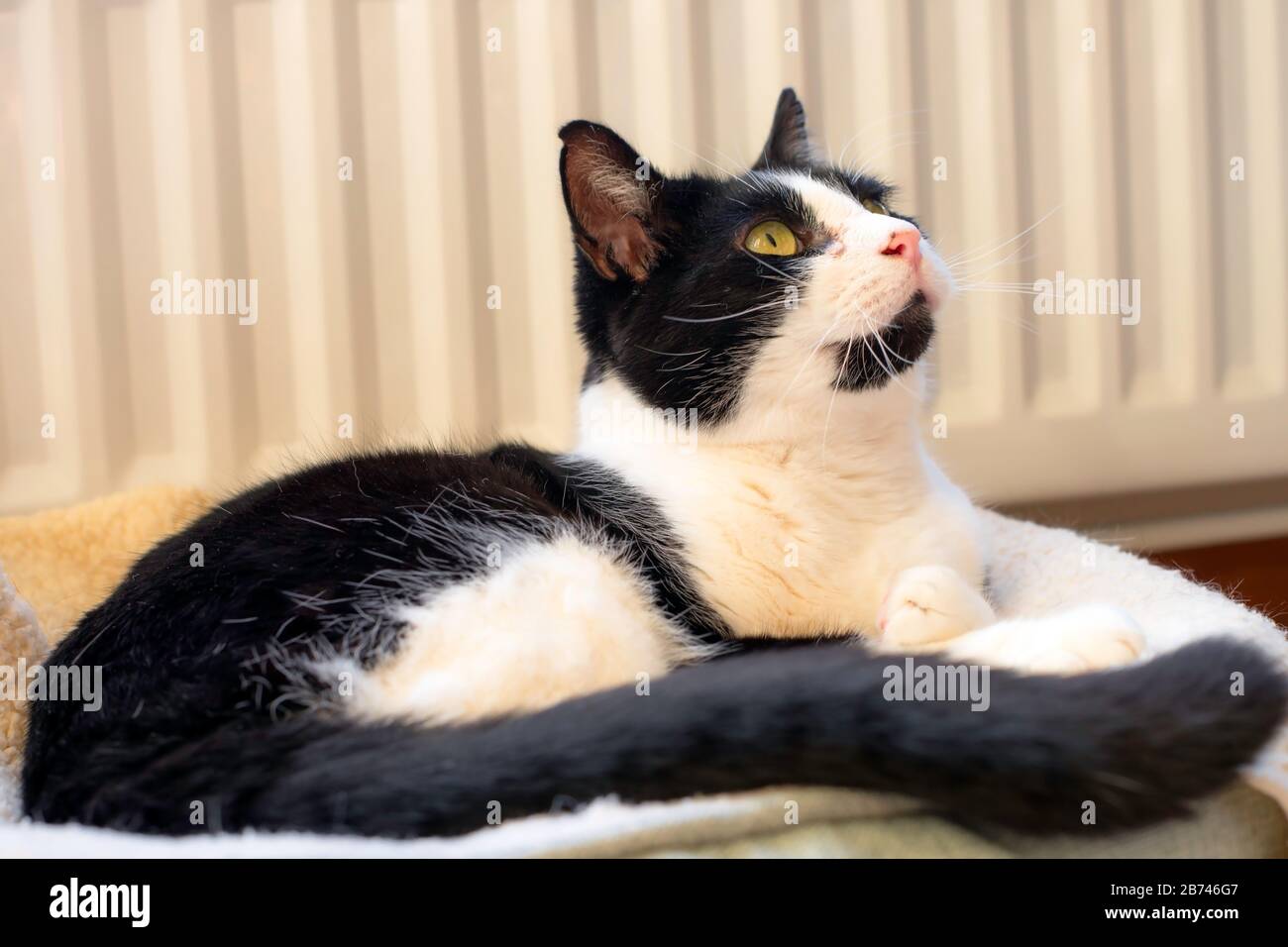 Black and white cat look up Stock Photo - Alamy