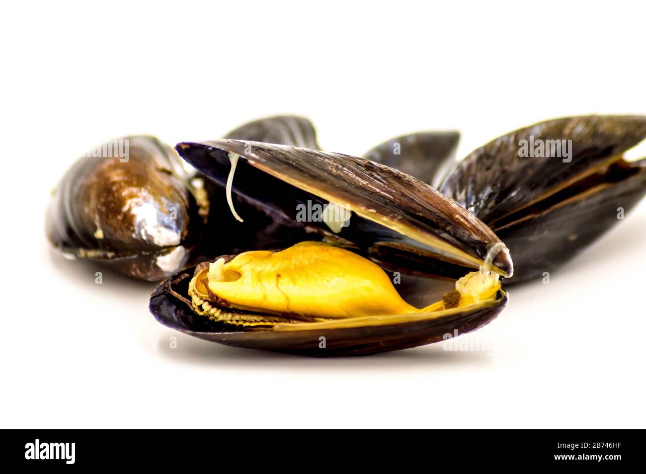 Close up of mussel hi-res stock photography and images - Alamy