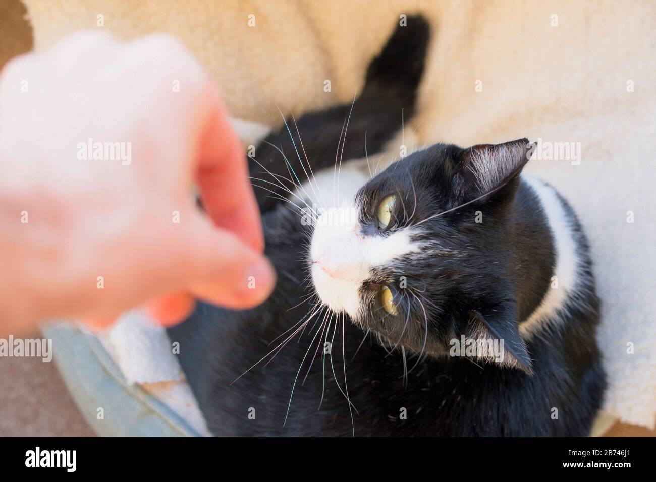Hand give a feed to cat Stock Photo - Alamy