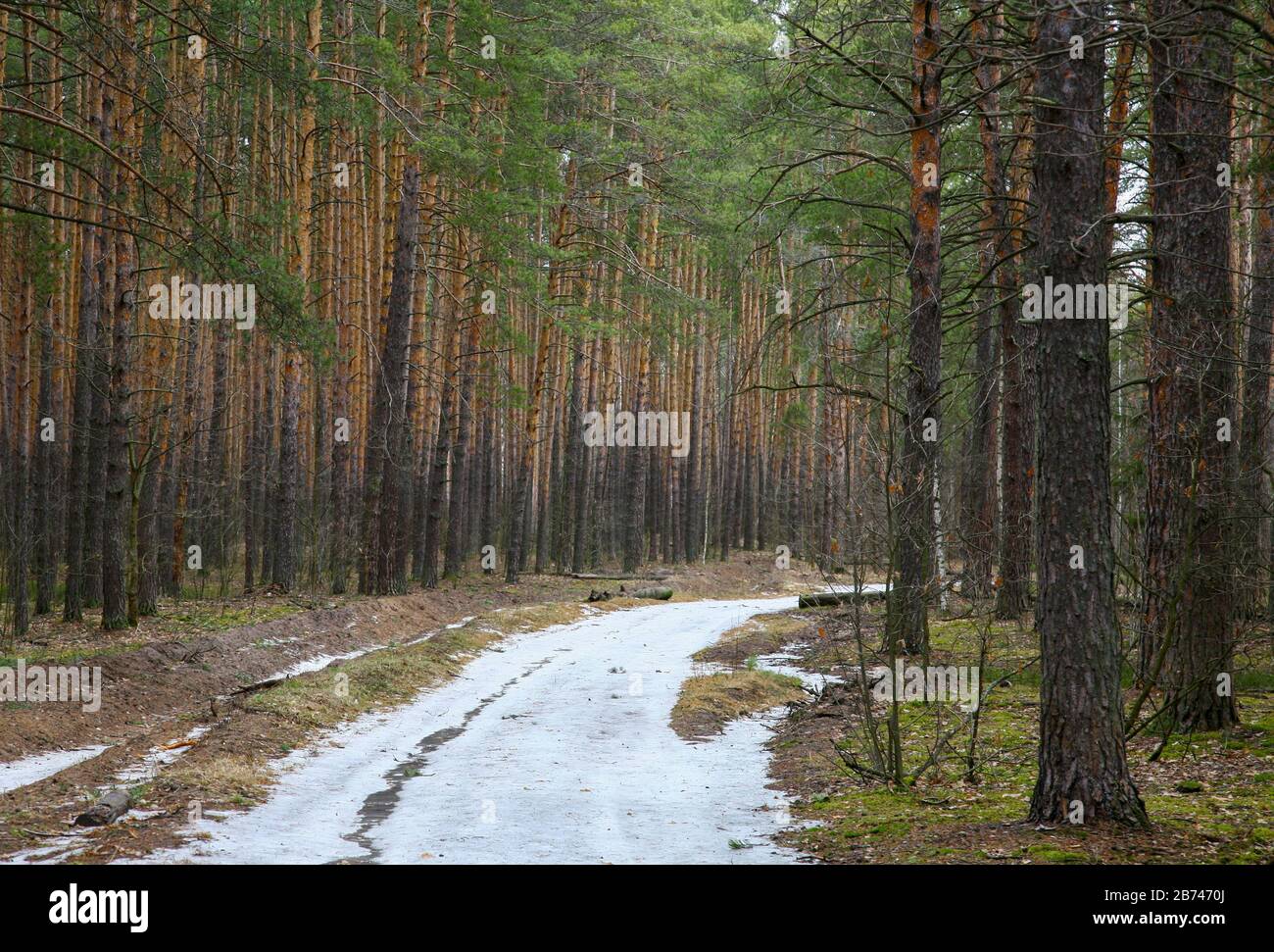 Pine trees in spring forest with last snow Stock Photo - Alamy