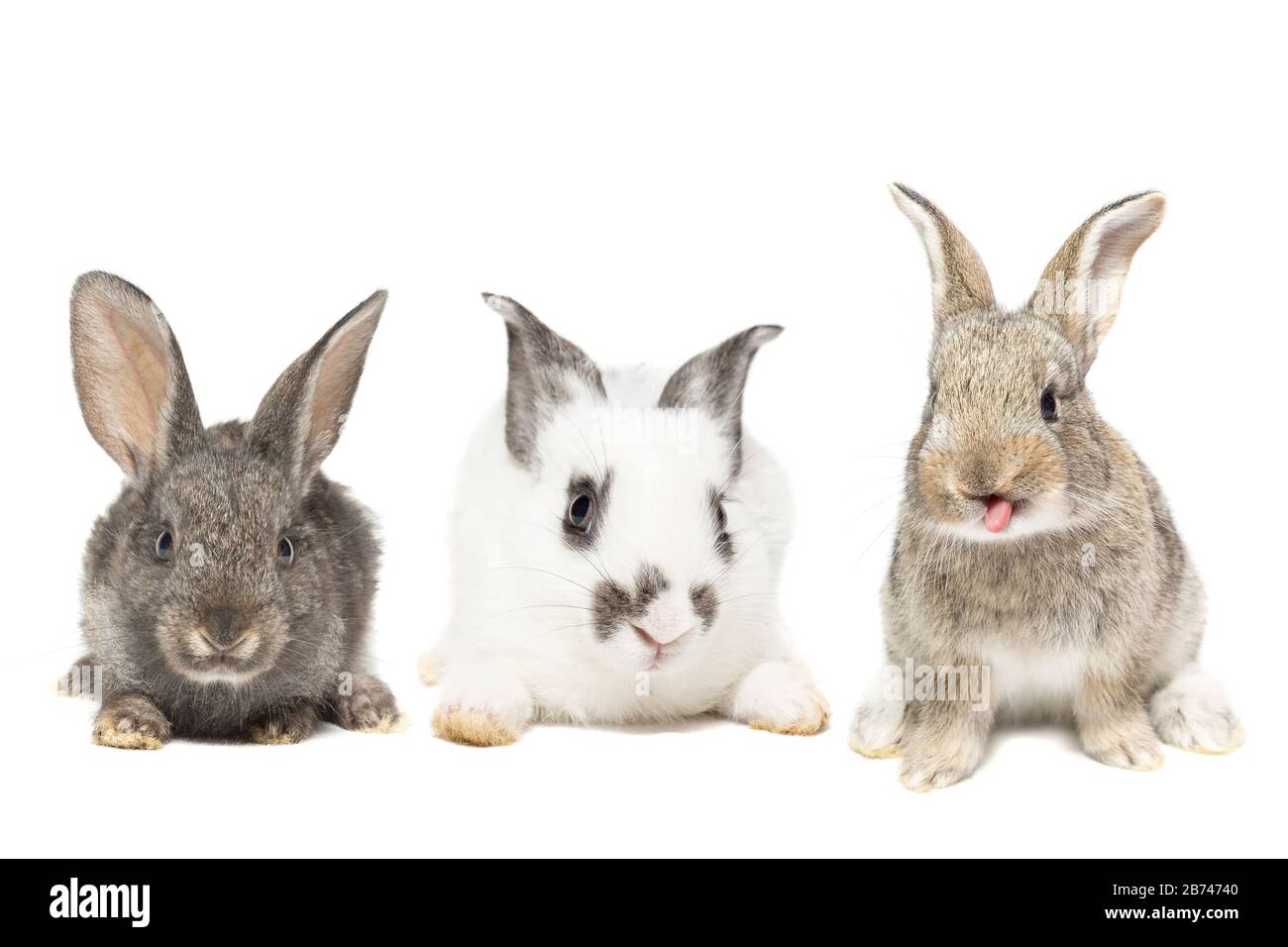 three fluffy rabbits on a white isolated background, a concept for the ...
