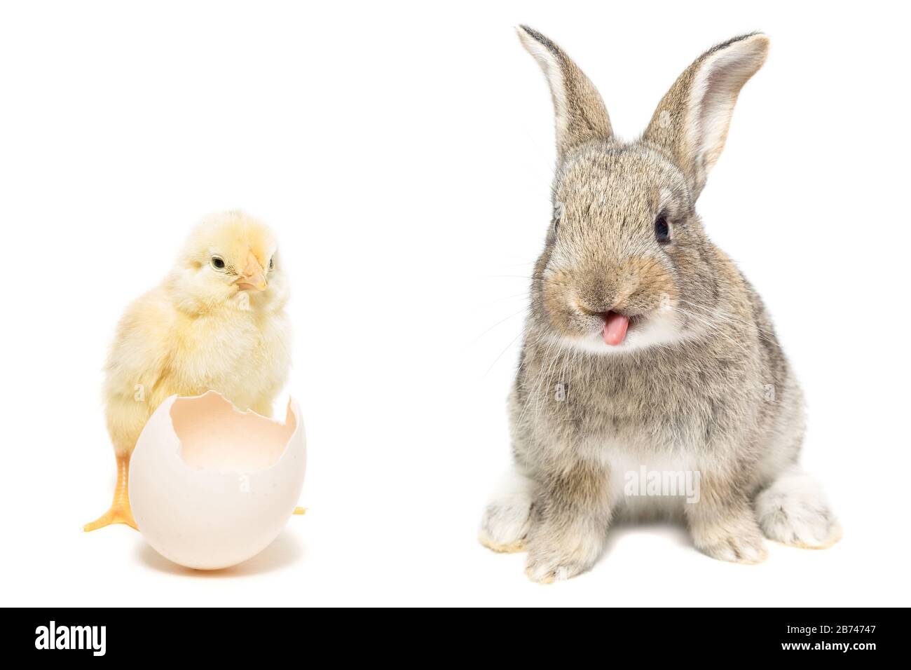 rabbit and chicken with shell on white isolated background Stock Photo ...