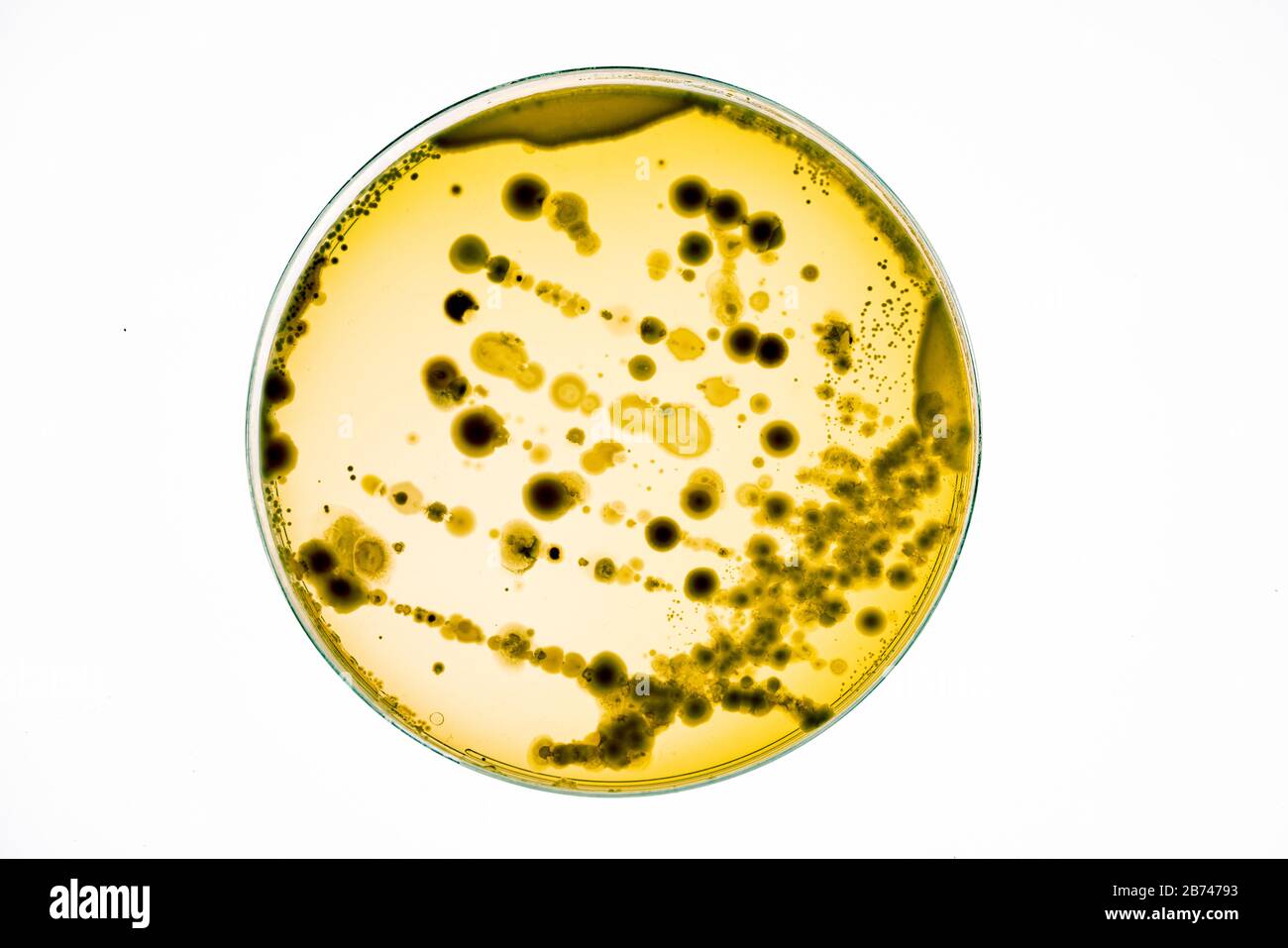 Growing Bacteria in Petri Dishes on agar gel Scientific experiment ...