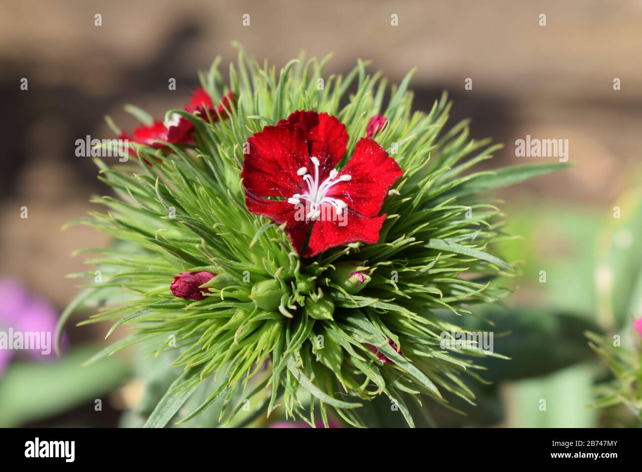 Beautiful garden flower image wallpaper, garden flower Stock Photo - Alamy