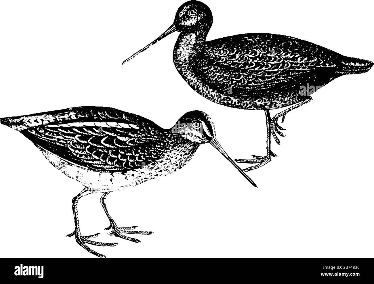 Snipe Stock Vector Images - Alamy