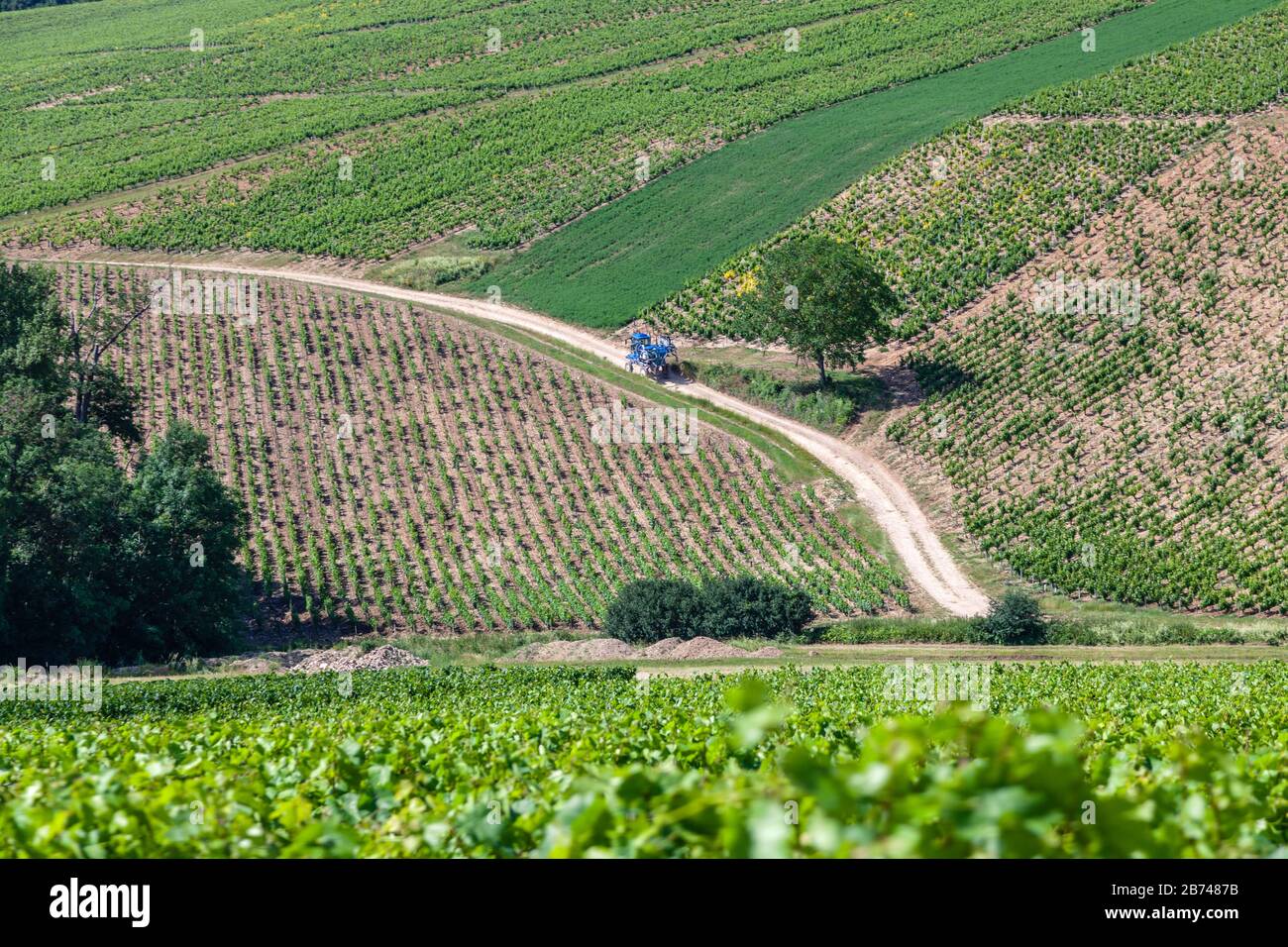 Blue tractor rides on road on hill with vineyards. Concept agricultural ...