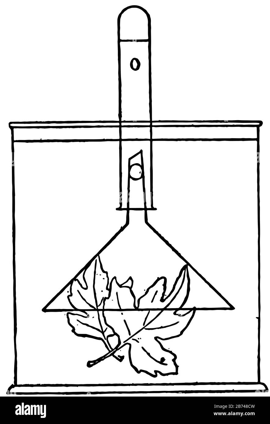 Process of oxygen escaping leaves when they are placed in water and ...