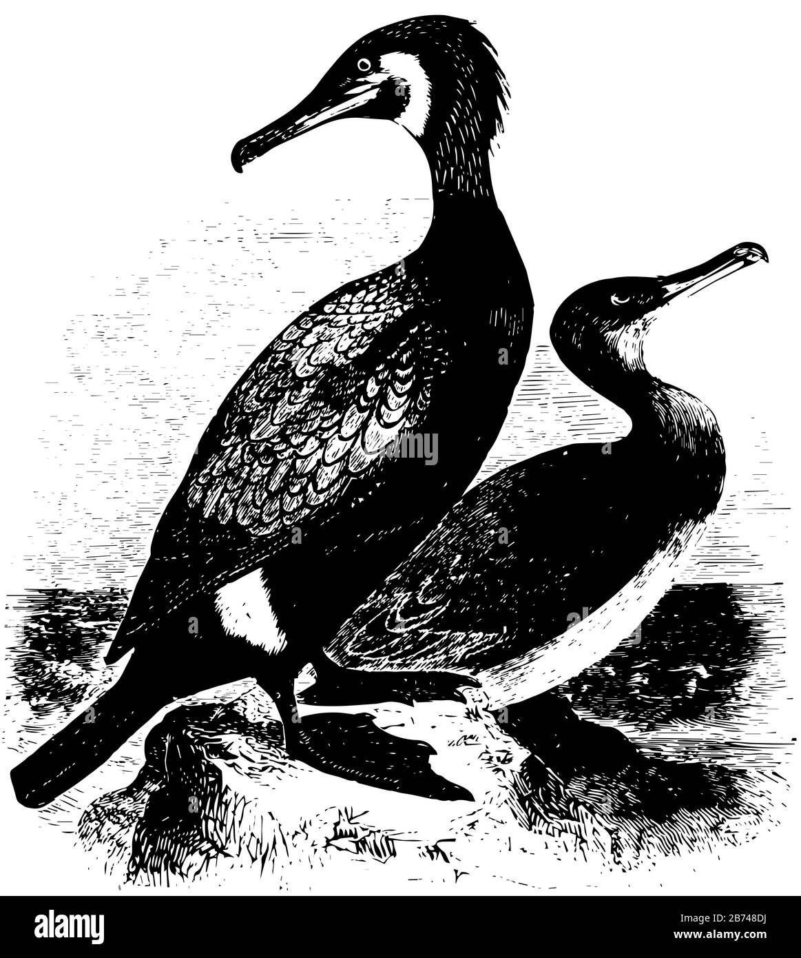This diagram represents Black cormorant, vintage line drawing or ...