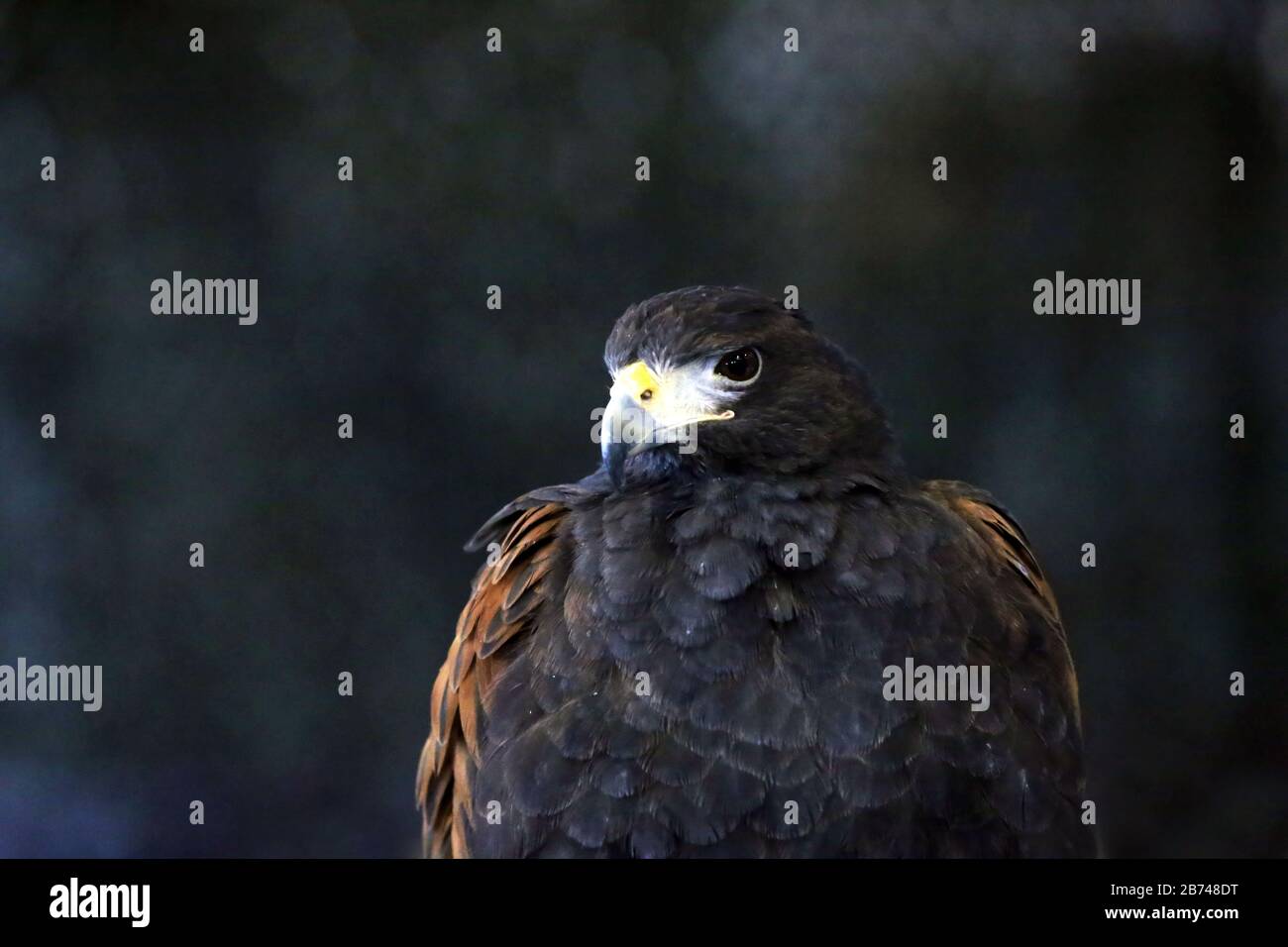 Falconry. Harris hawk (Parabuteo unicinctus) bird of prey on display ...