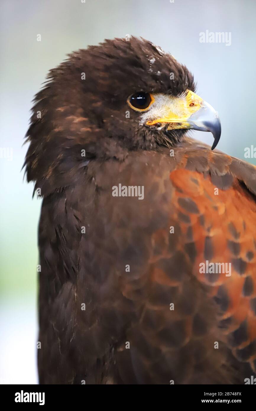 Falconry. Harris hawk (Parabuteo unicinctus) bird of prey on display ...