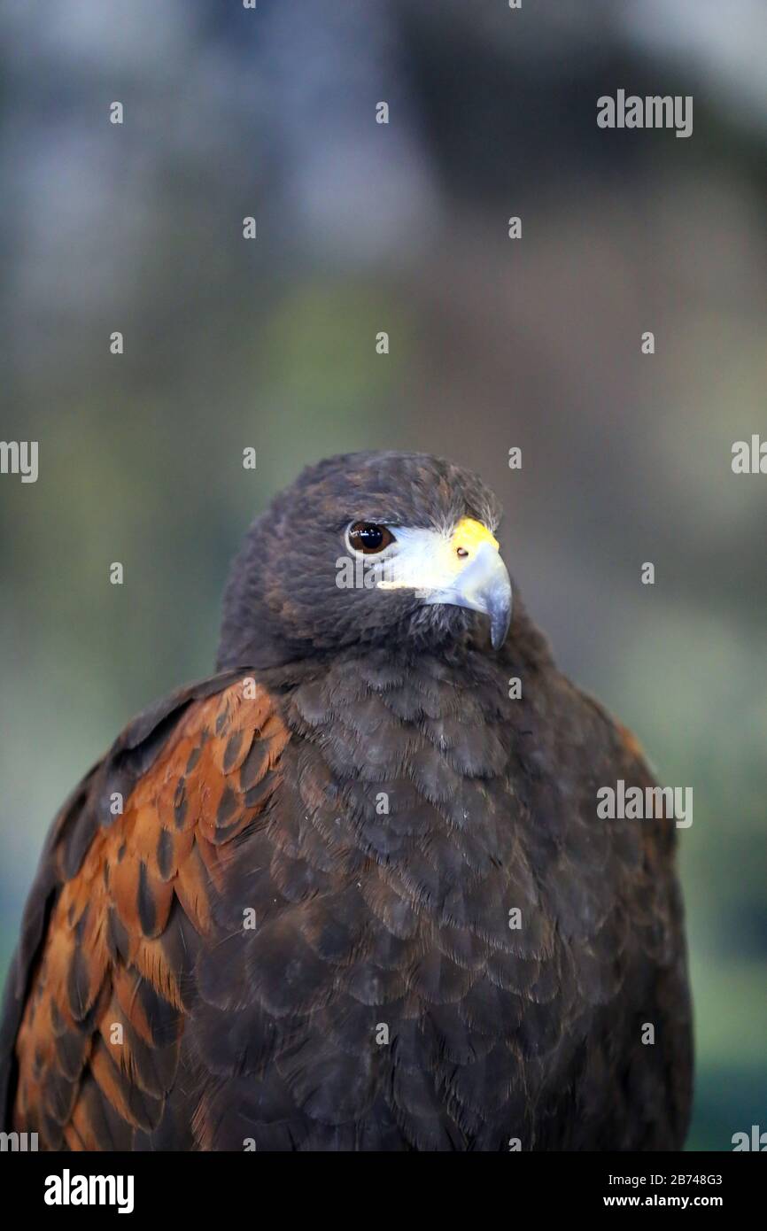 Falconry. Harris hawk (Parabuteo unicinctus) bird of prey on display ...