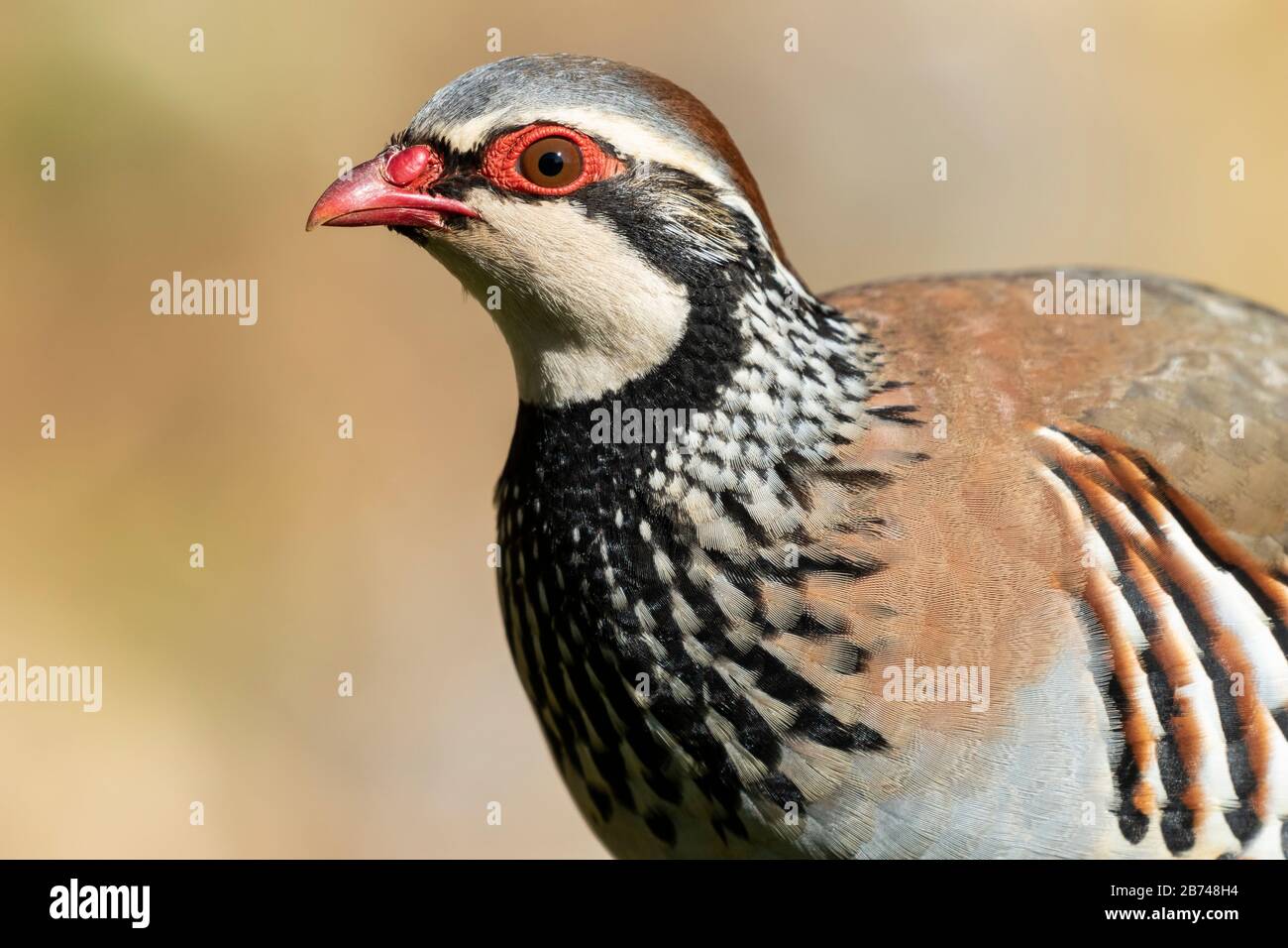 Portrait Alectoris rufa, Red-legged partridge, on a uniform green ...