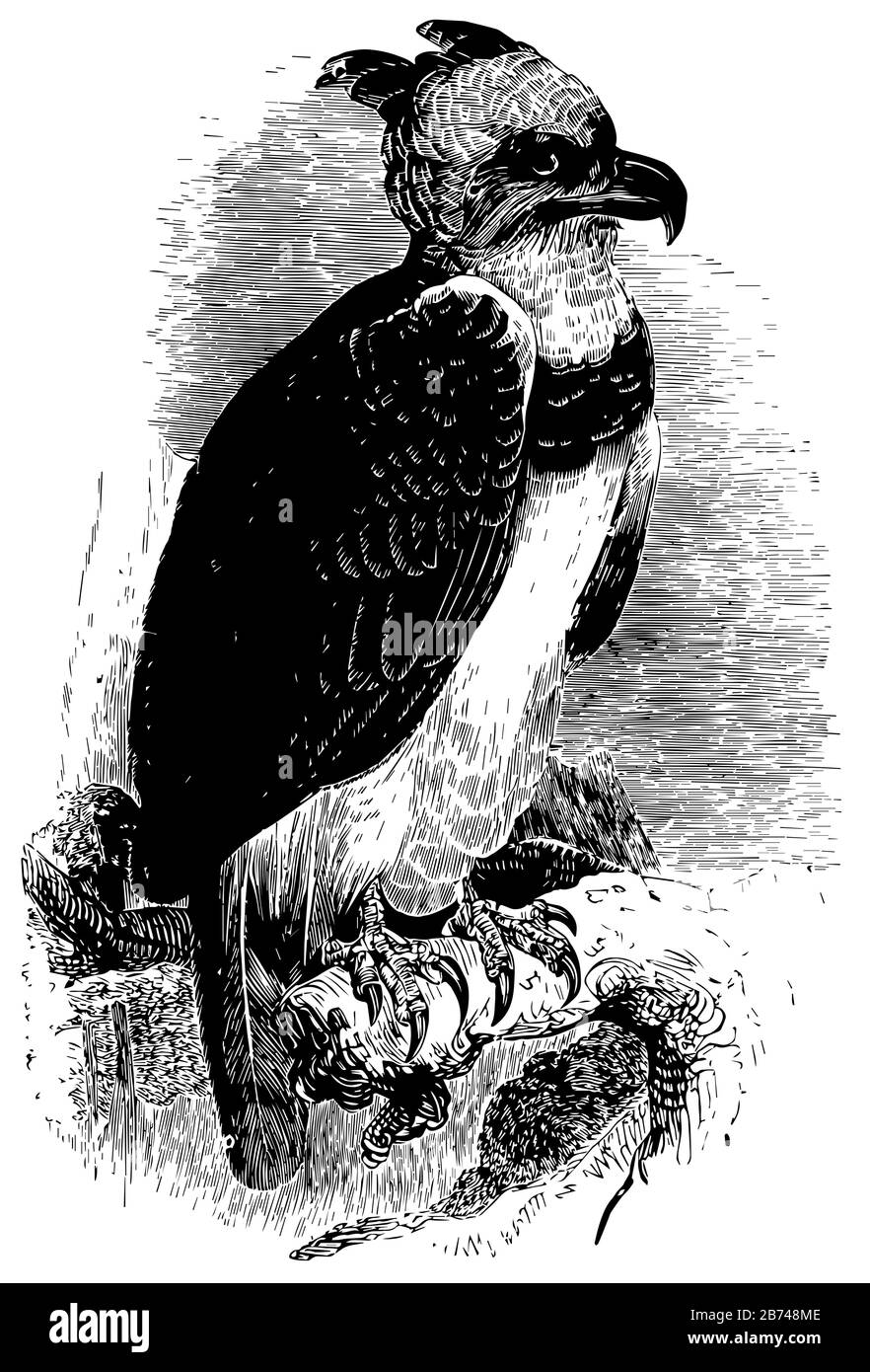 Back crest Black and White Stock Photos & Images - Alamy