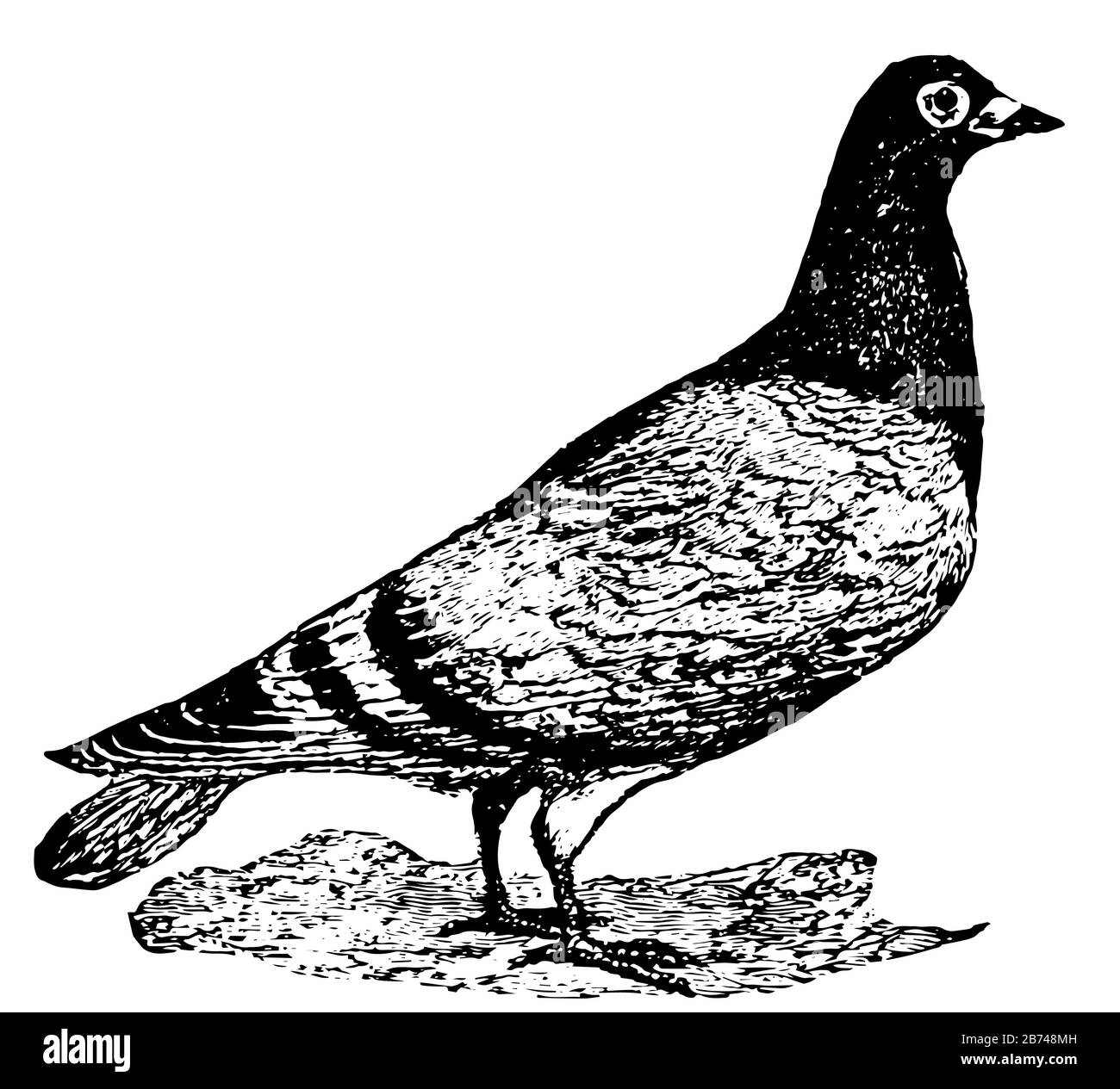 Carrier Pigeon are also known as homing pigeons, vintage line drawing ...