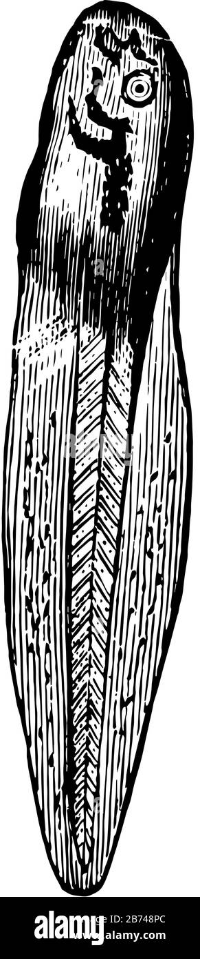 Pollywog Stock Vector Images - Alamy