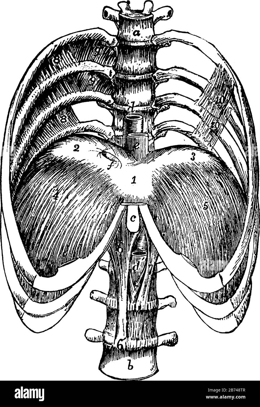 This Illustration Represents Lower Half Of The Thorax Vintage Line