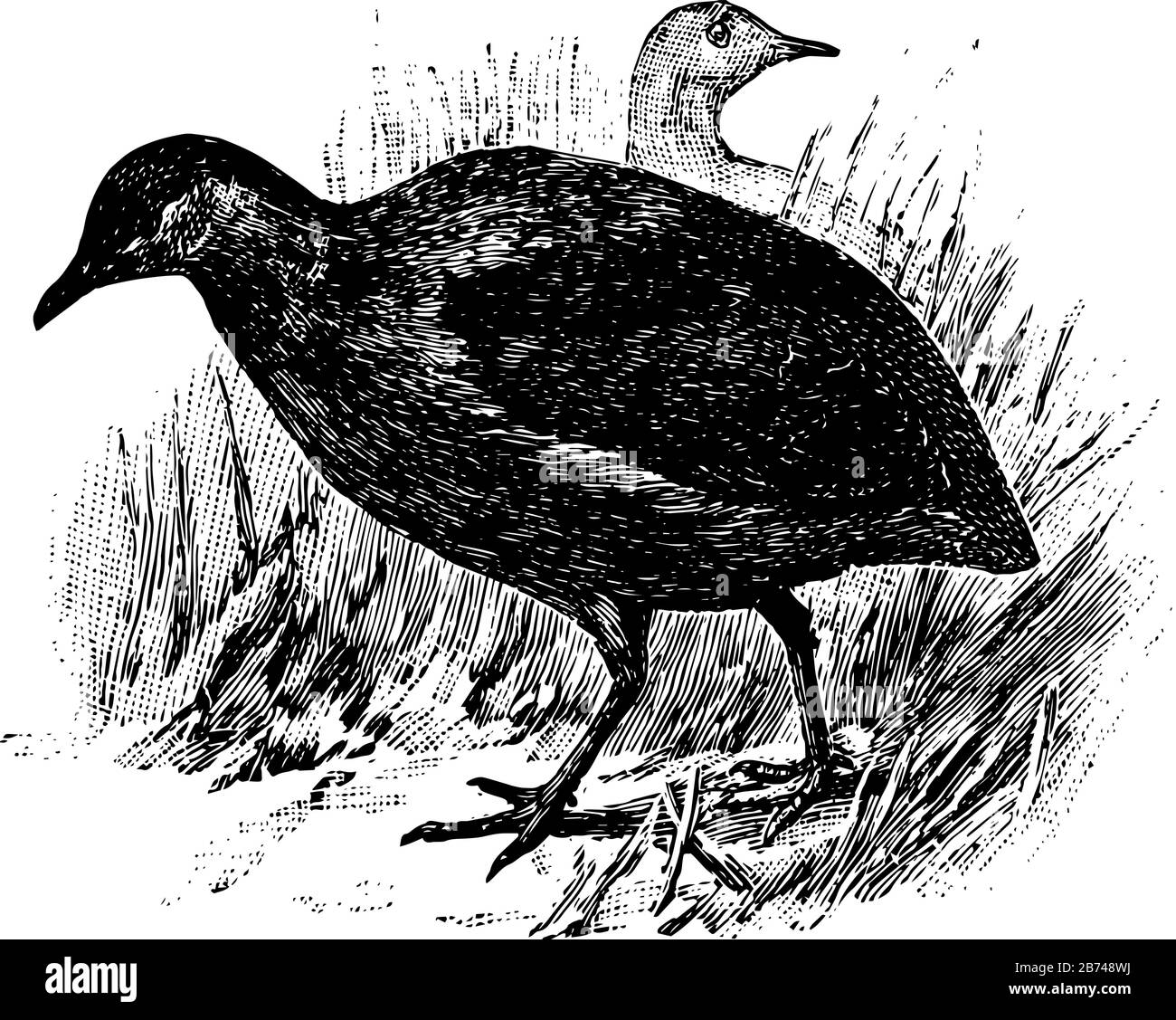 Crypturus which are in some species hidden by the coverts, vintage line ...