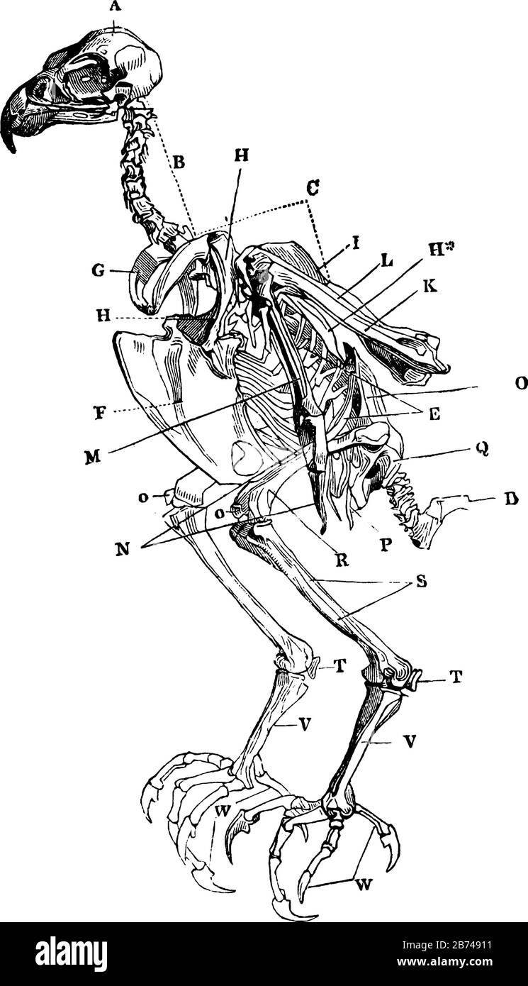 This image represents Skeleton of a Sparrowhawk, vintage line drawing ...