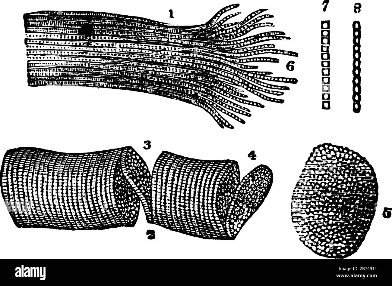 This illustration represents Striped Muscle, vintage line drawing or ...