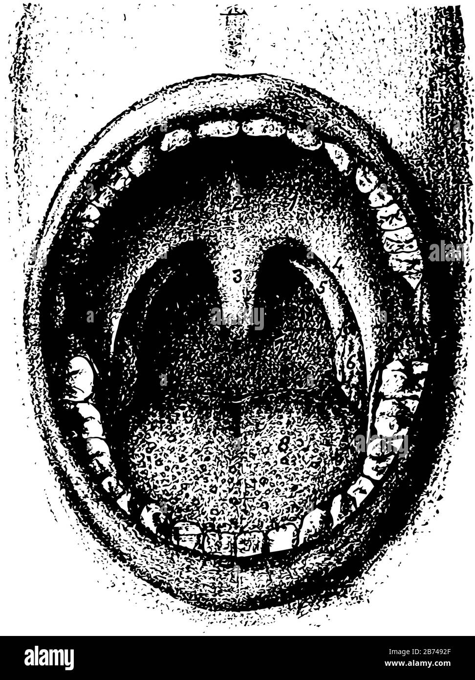 This diagram represents The Mouth, vintage line drawing or engraving ...