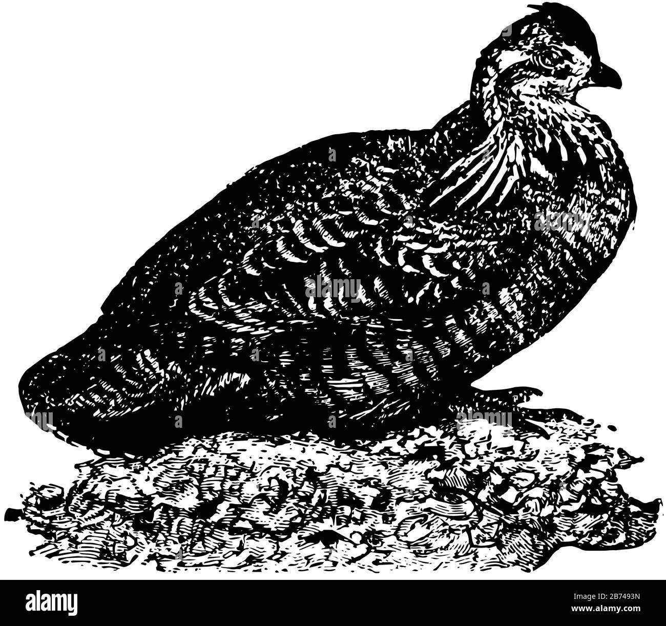 Pinnated Stock Vector Images - Alamy