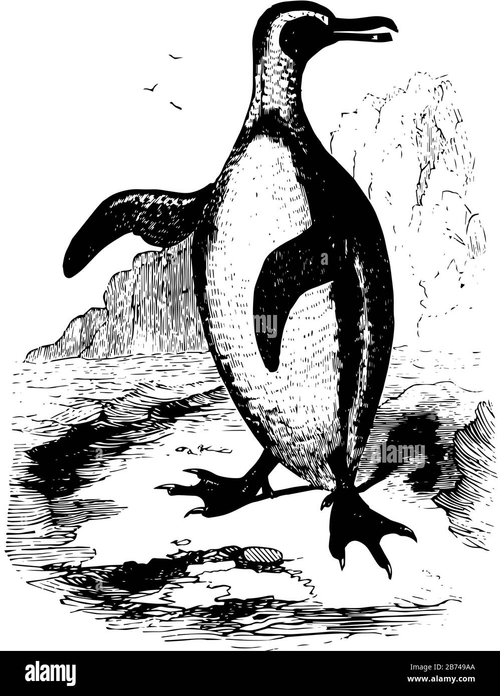 Jackass Penguin gets its name from its strange cry, vintage line ...