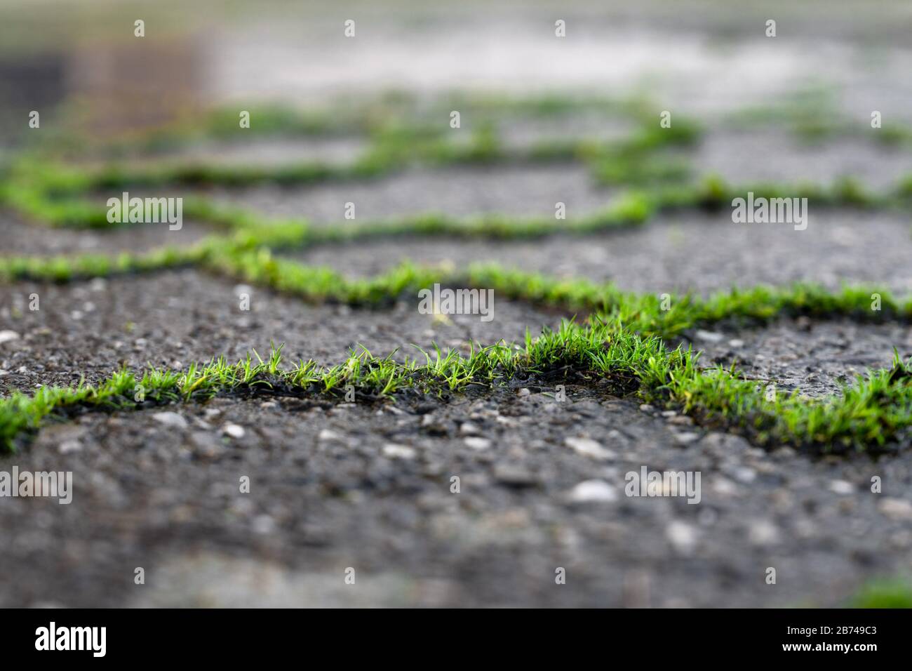 Green weeds grow from the joints of grey concrete paving stones in ...