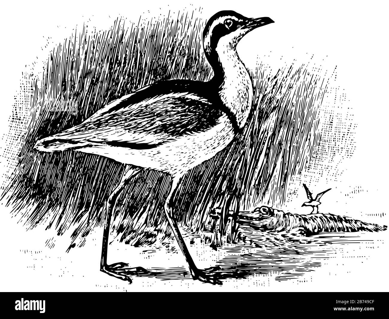Crocodile Bird is a bird that picks out decaying meat from crocodile ...