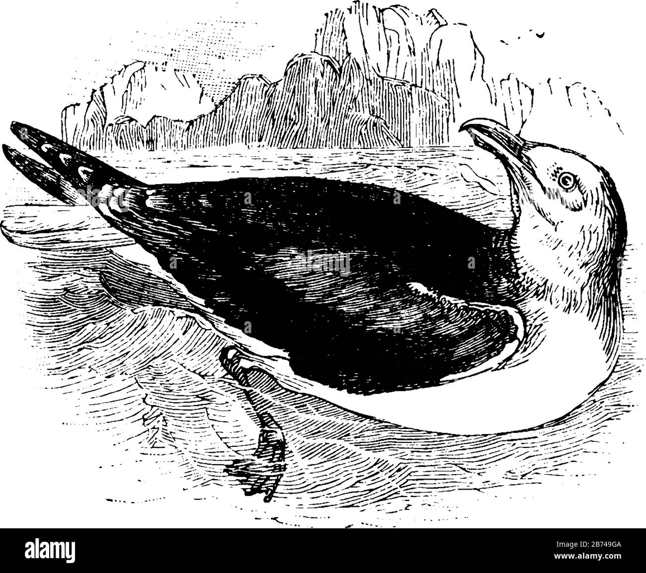 This image represents Sea Gull, vintage line drawing or engraving ...