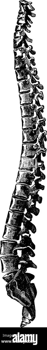 This illustration represents Spinal Column, vintage line drawing or ...