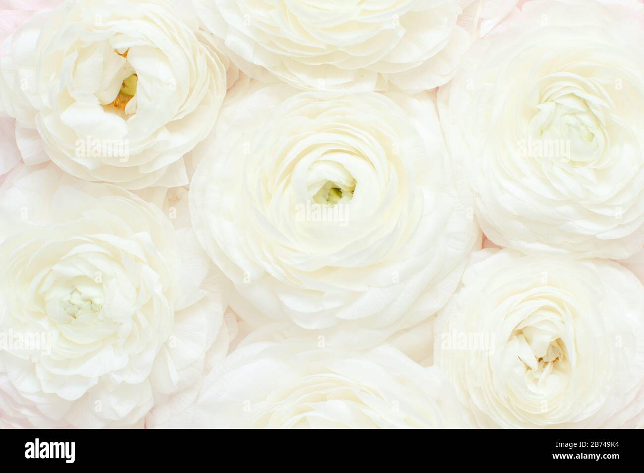 Cream ranunculus flowers close up. Spring concept Stock Photo - Alamy