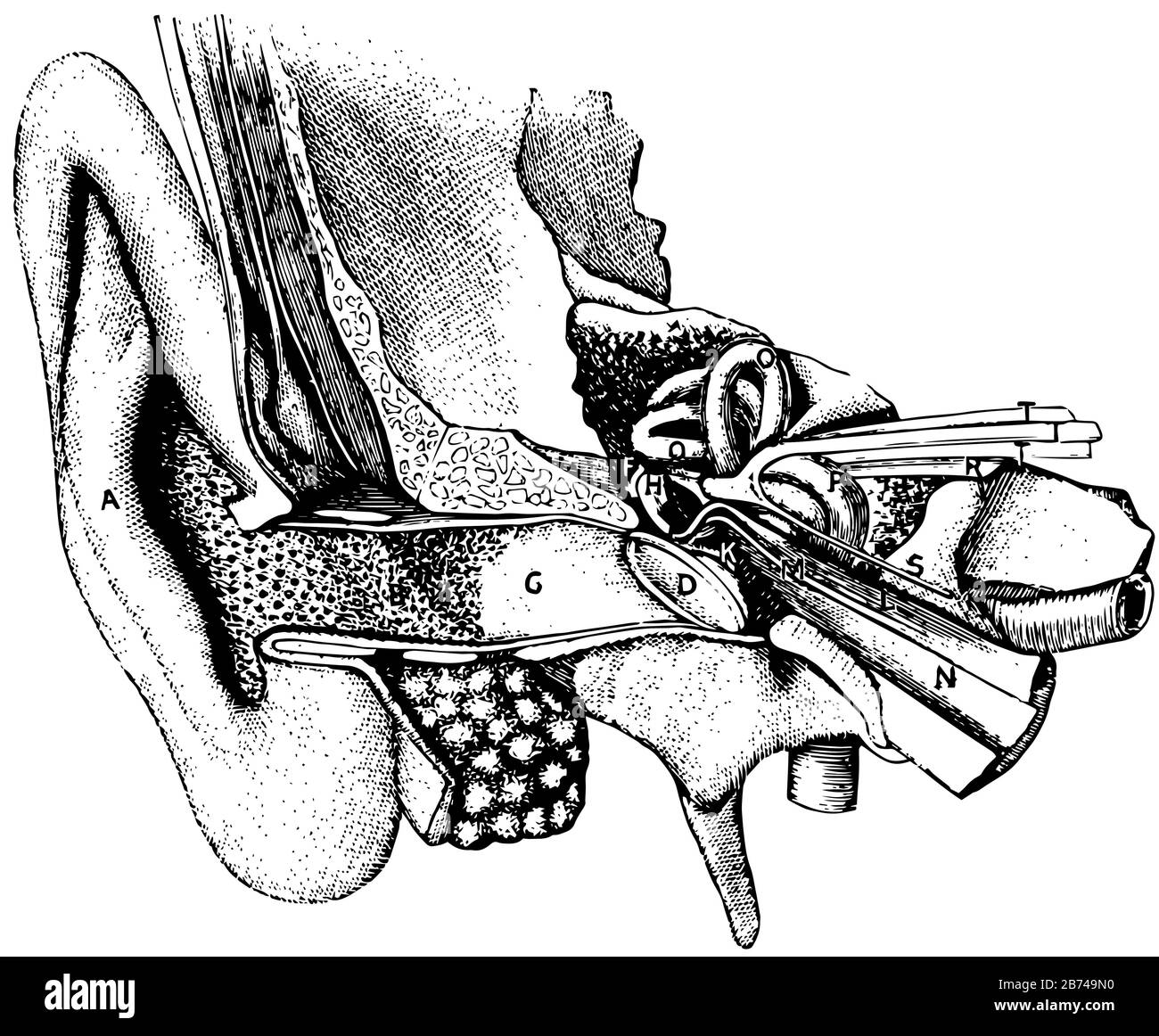 This illustration represents General view of organ of hearing, vintage ...