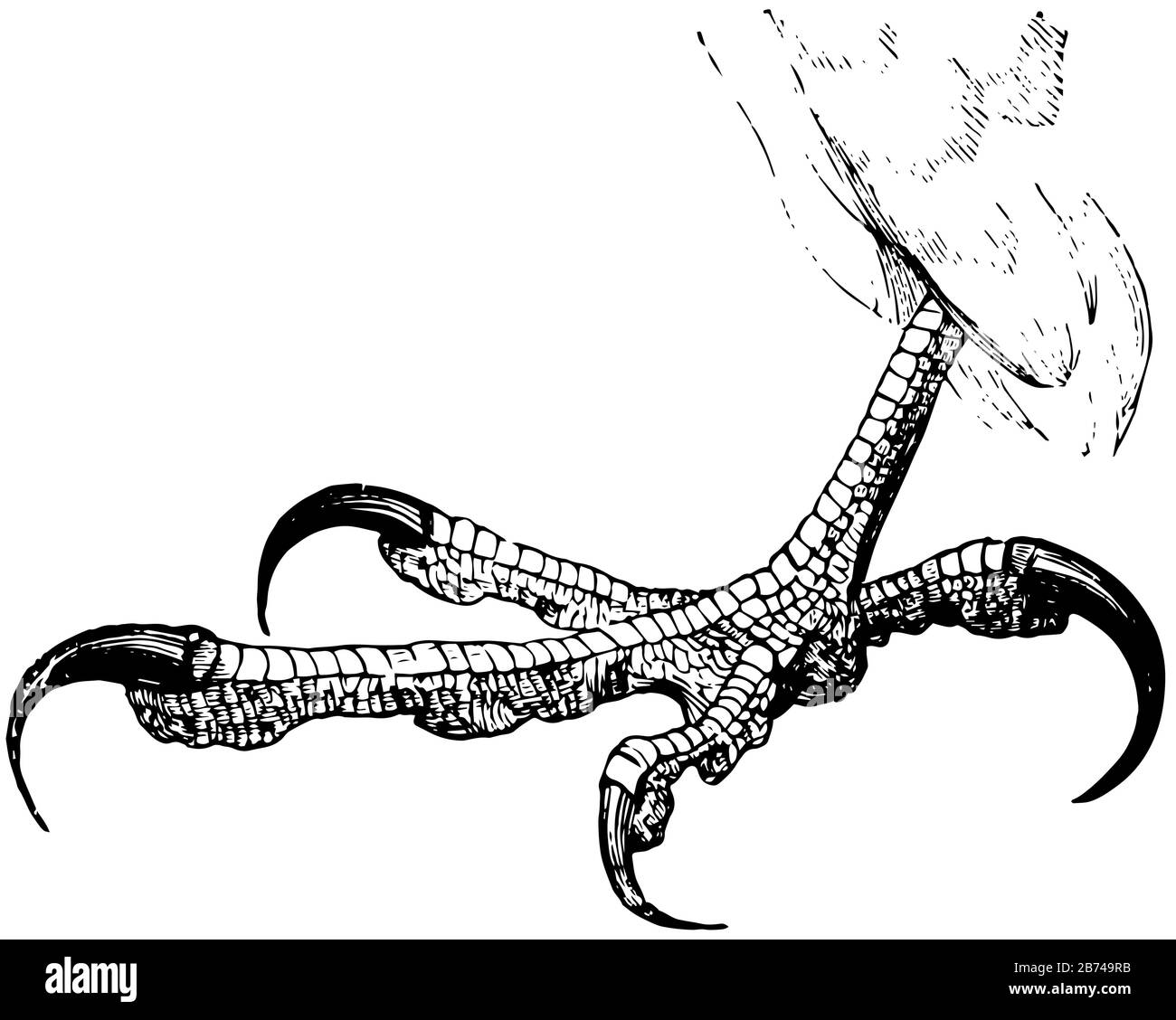 Grasping prey Stock Vector Images - Alamy