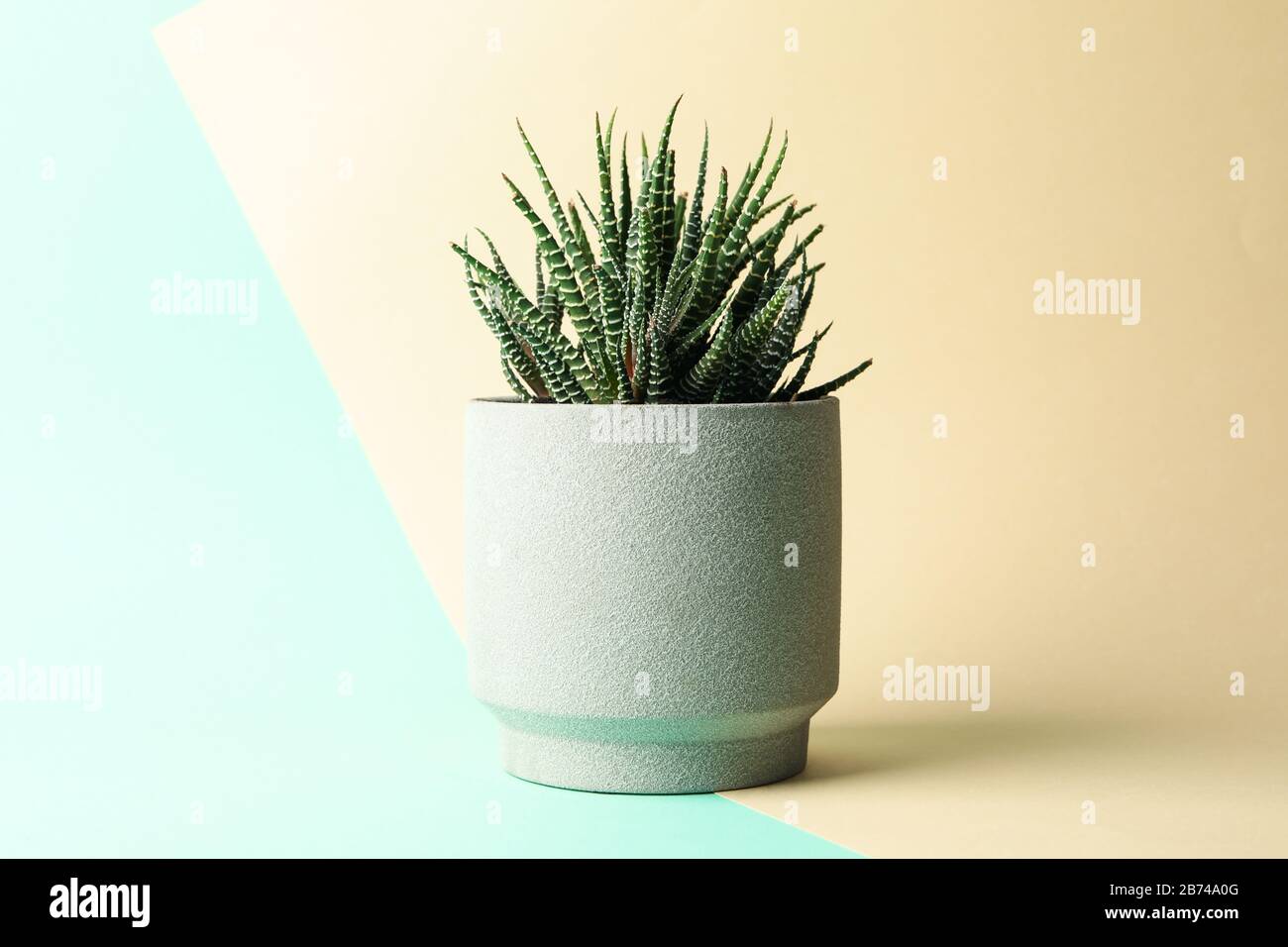 Succulent plant in pot on two tone background, space for text Stock ...