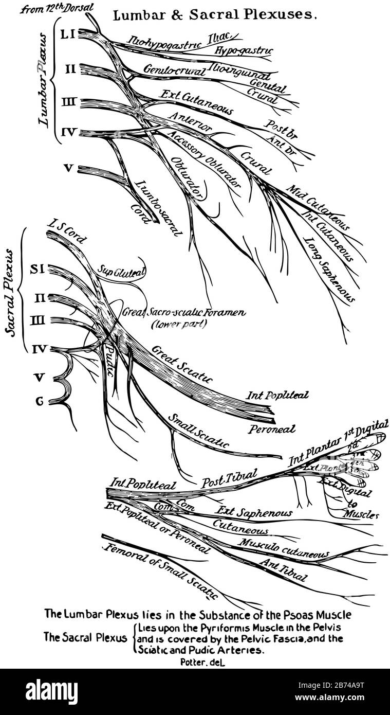 This illustration represents The Lumbar and Sacral Plexuses of the ...