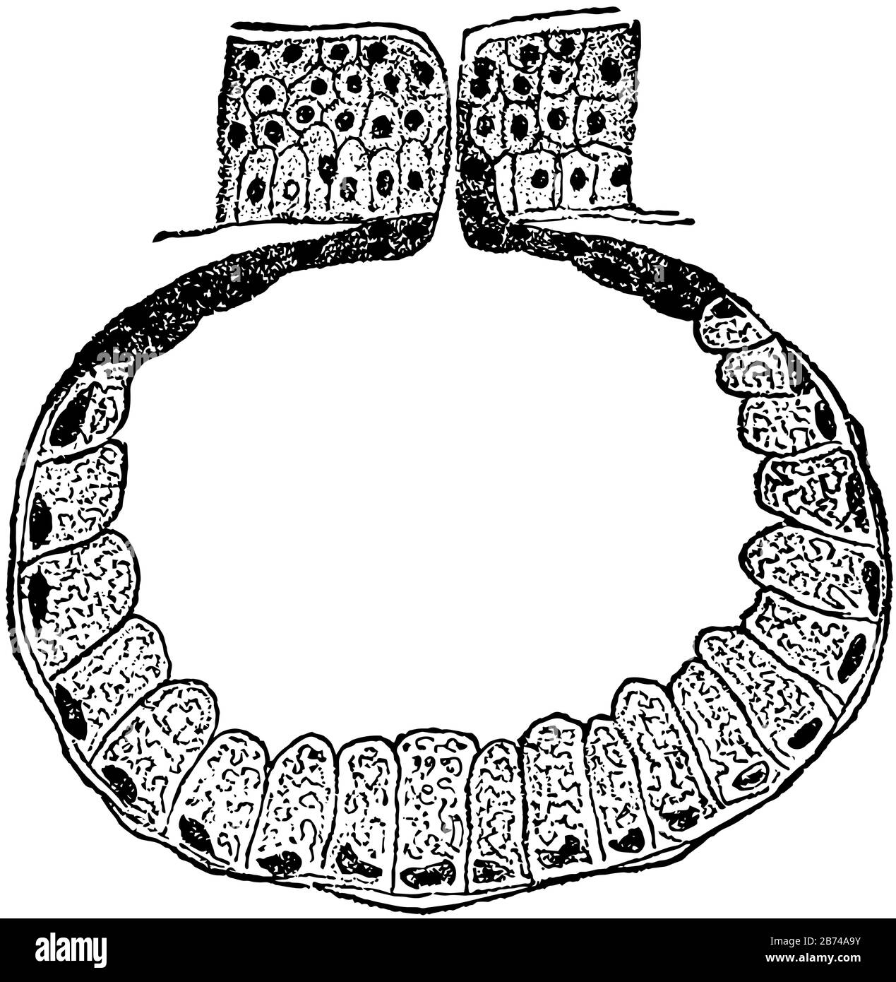 Glandular Epithelium Diagram