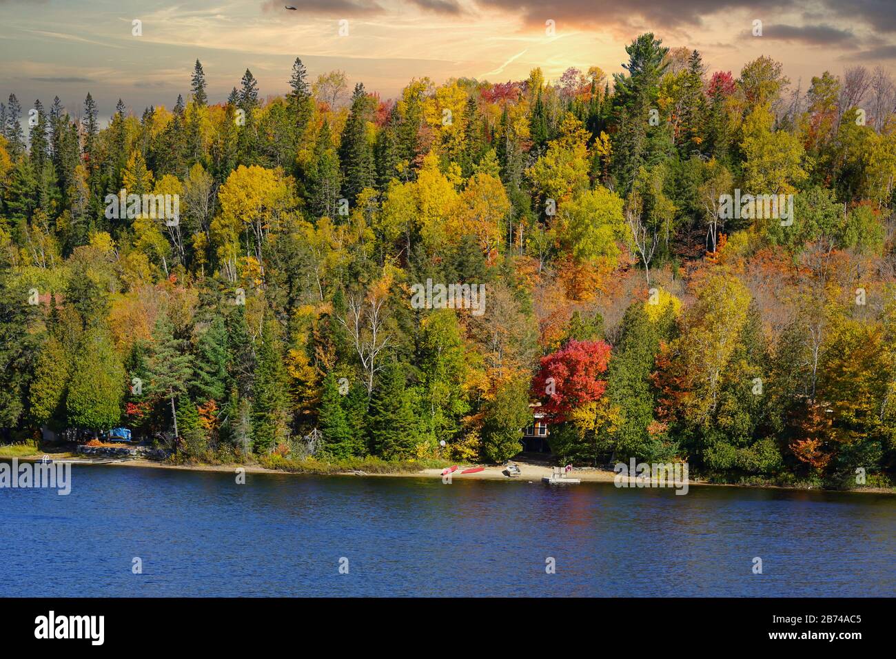 Red maple leaves in algonquin park hi-res stock photography and images ...