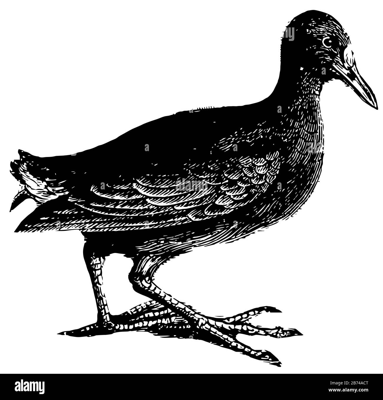 Gallinule is weak fliers and preferring to hide from predators, vintage ...