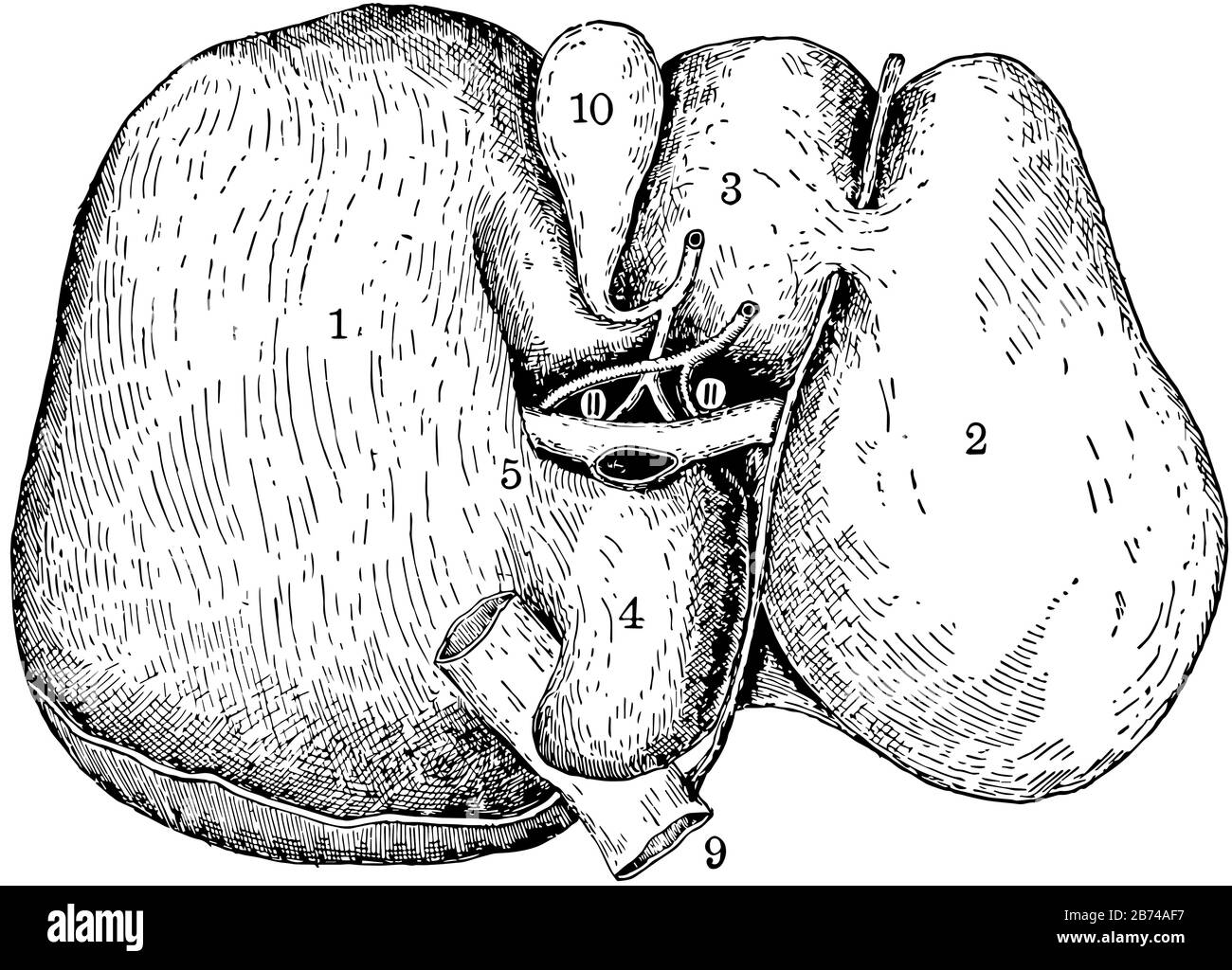 This illustration represents Under Surface of Liver, vintage line ...