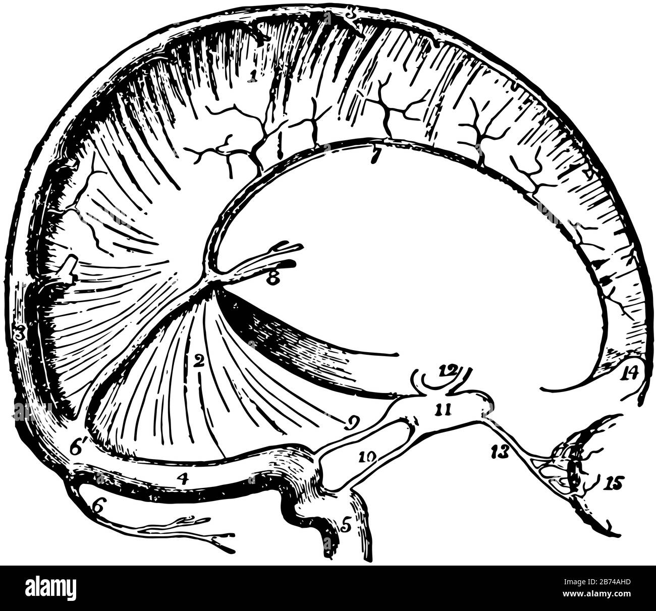 The dura mater and cranial sinuses, vintage line drawing or engraving ...