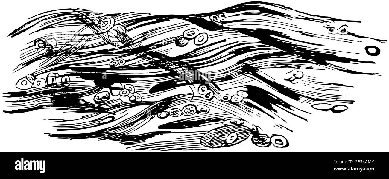 This illustration represents Cartilage, vintage line drawing or ...