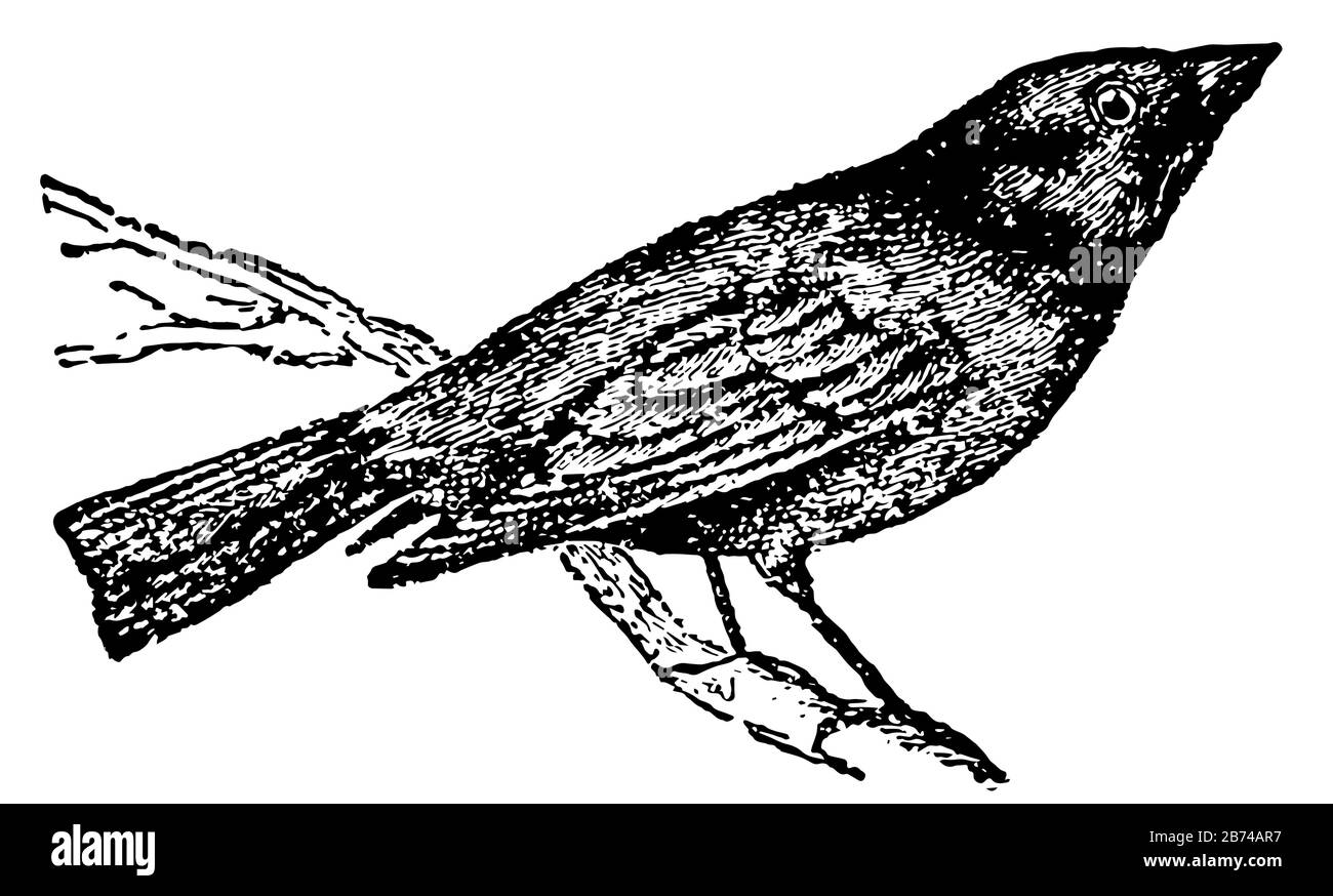 Cow Bird is in the starling family, vintage line drawing or engraving ...