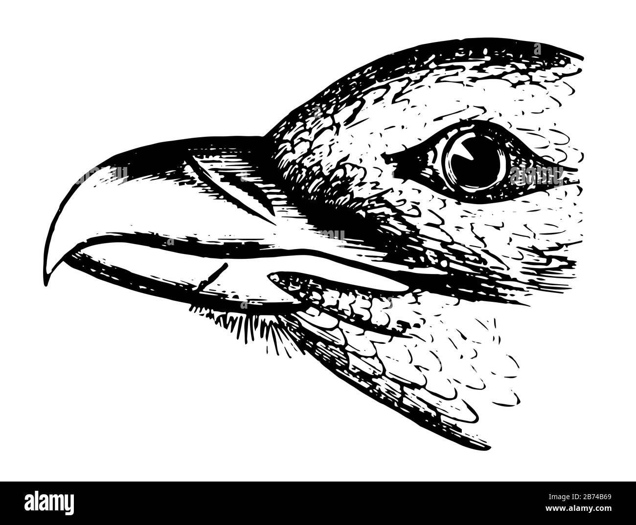 Work function of Buzzard Beak, vintage line drawing or engraving ...