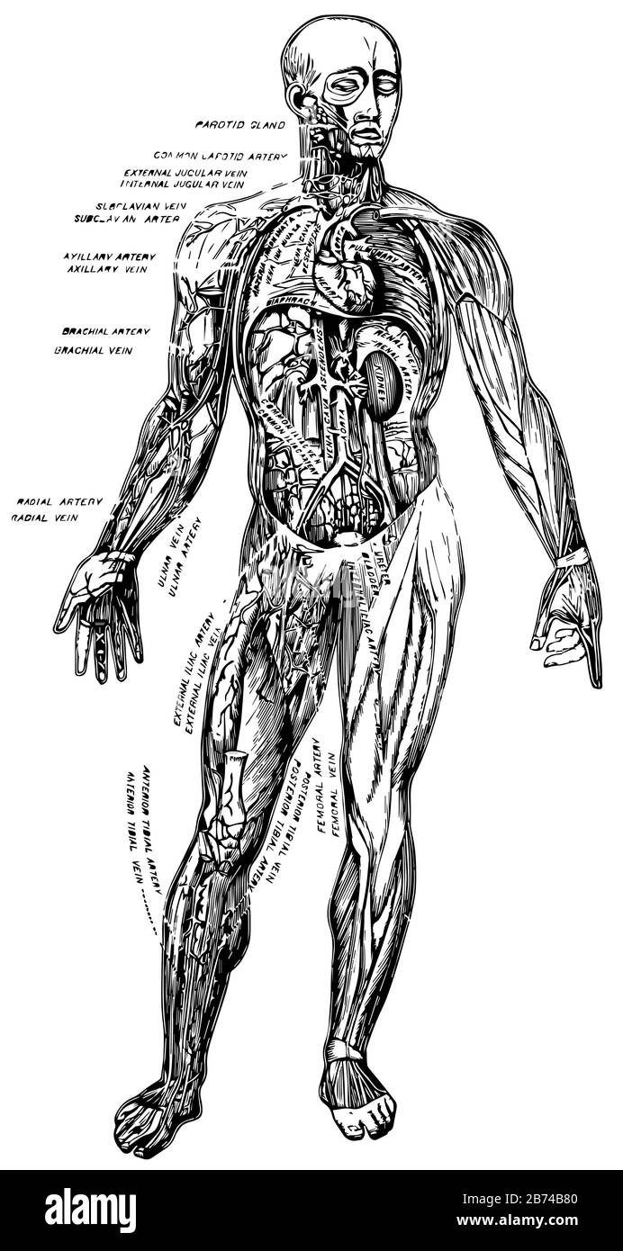 Chest anatomy hi-res stock photography and images - Alamy