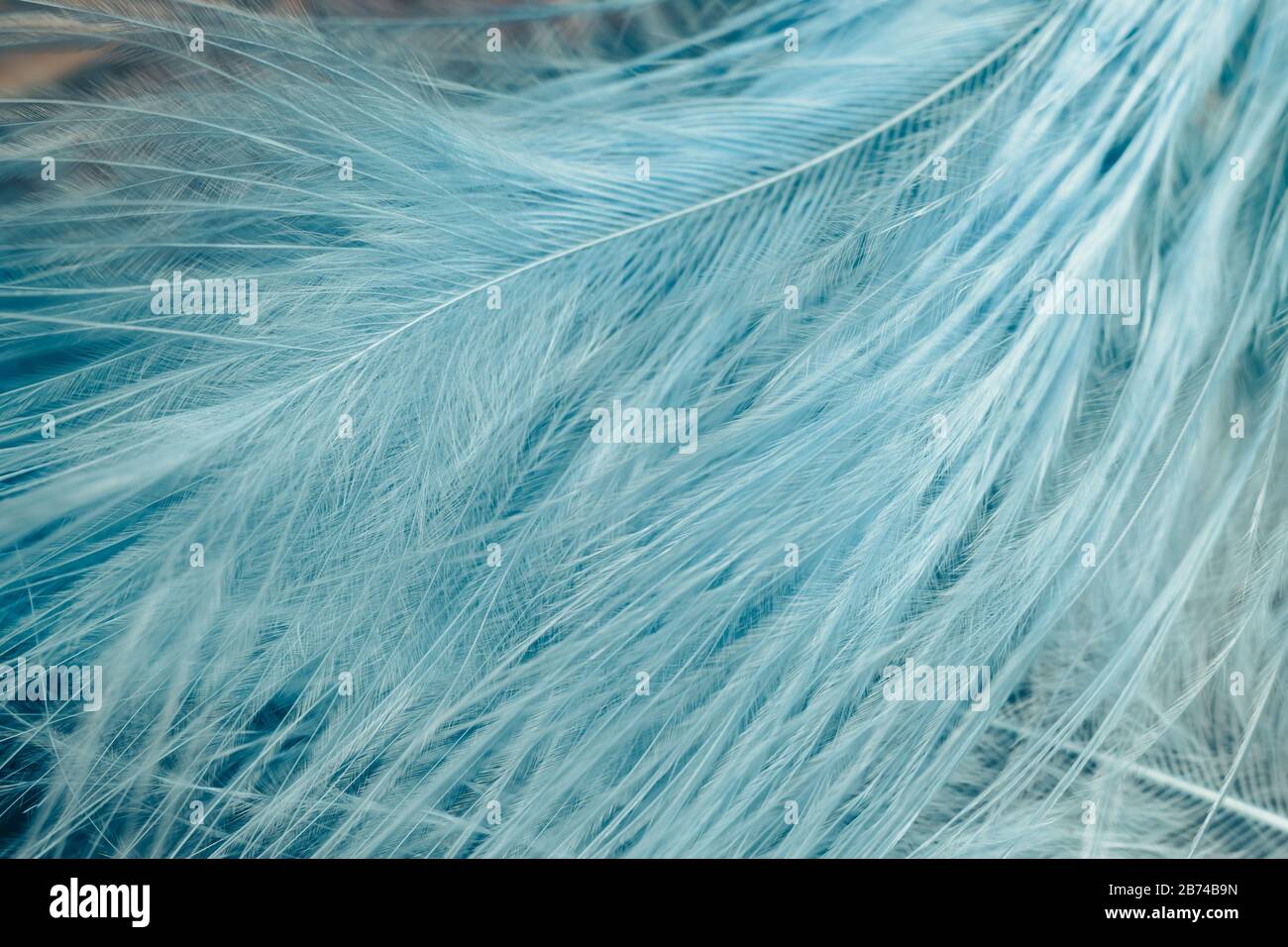 Close up Beautiful Bird feather background texture Stock Photo - Alamy