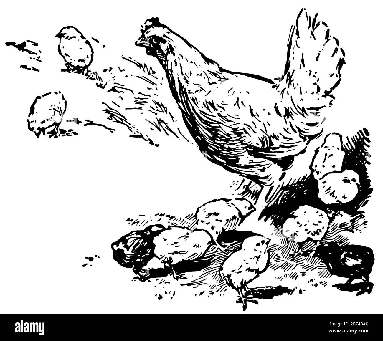 This image represents Ten Chickens, vintage line drawing or engraving ...