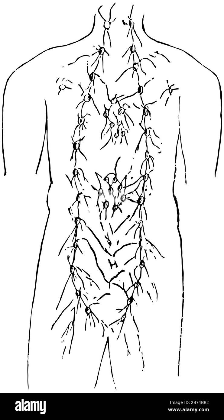 This illustration represents Nervous Centers, vintage line drawing or ...