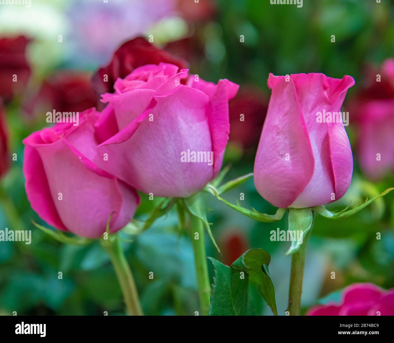 bouquet of colorful fresh roses in flower shop Stock Photo - Alamy