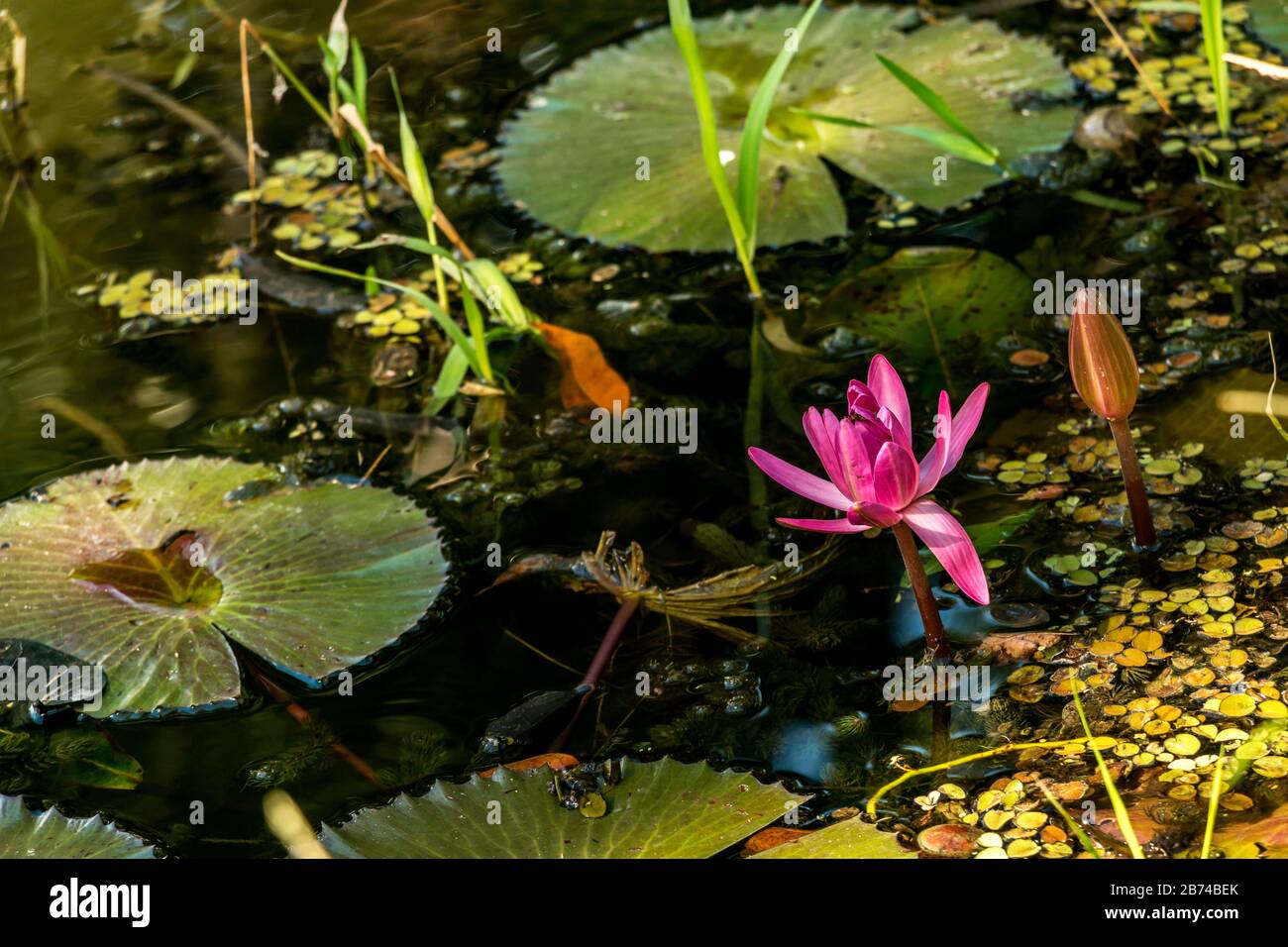 Magenta water lily on murky waters Stock Photo - Alamy