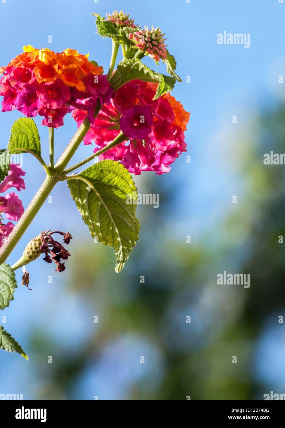 Camera lantana flowers growing high up against the blue sky Stock Photo ...